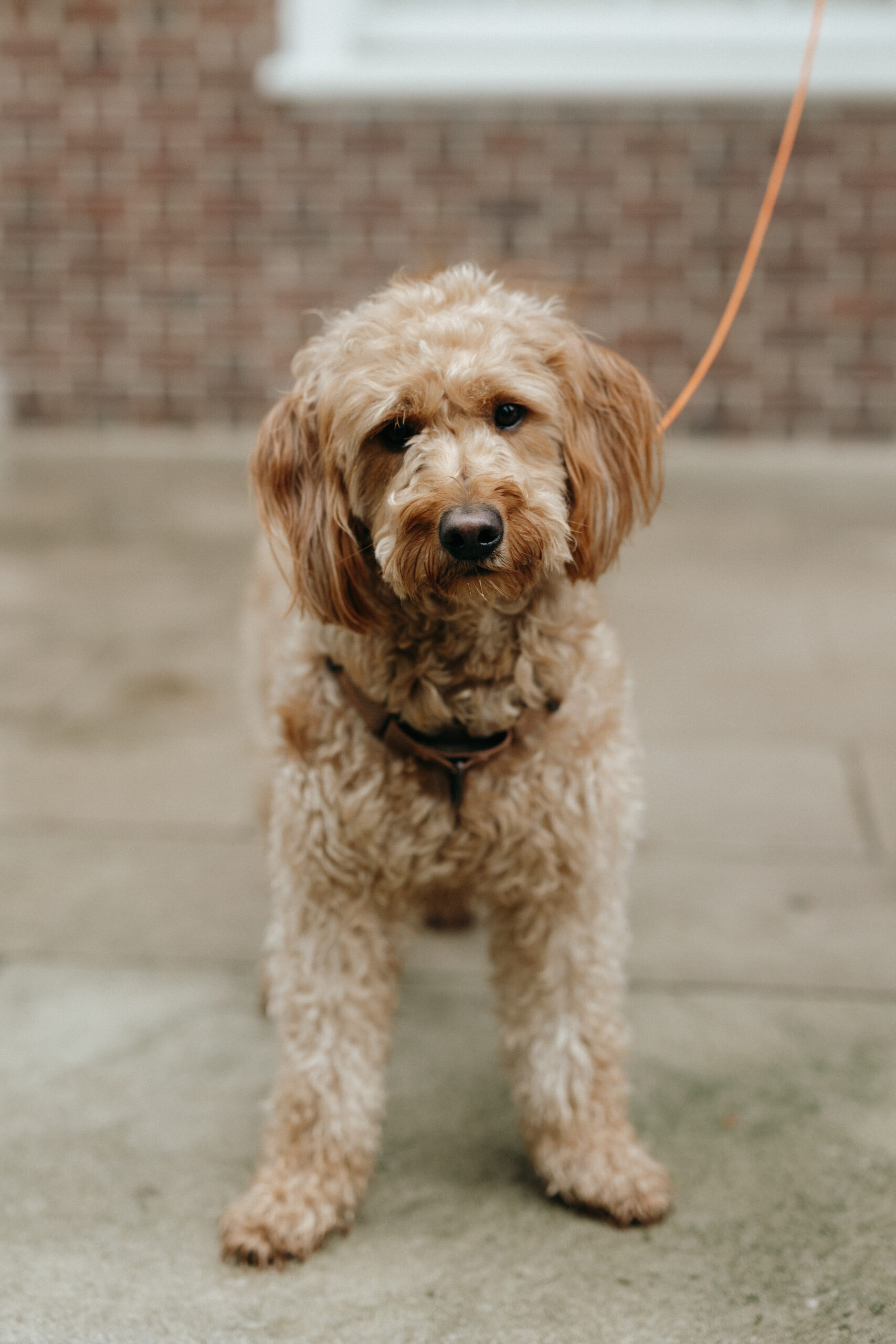 MagnusK9 – Helping pet and working dog owners take the guesswork out of ...